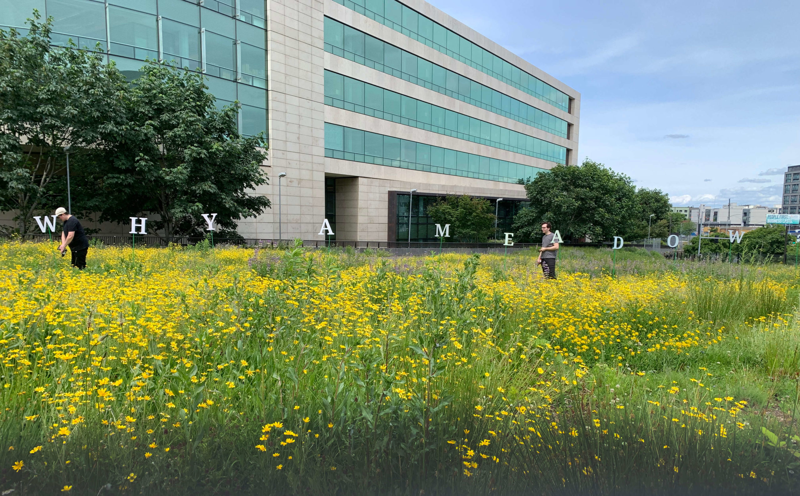 Why a Meadow? Find out at the Gates Foundation campus. — Studio Matthews