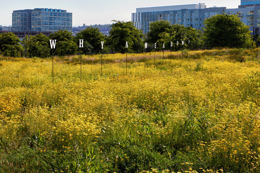 Urban Interpretation – Why a Meadow? — Studio Matthews